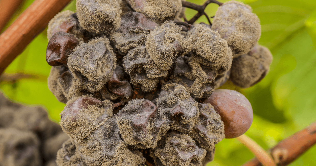 Ένα rapid test μπορεί να ανιχνεύσει την παρουσία του Botrytis cinerea ...